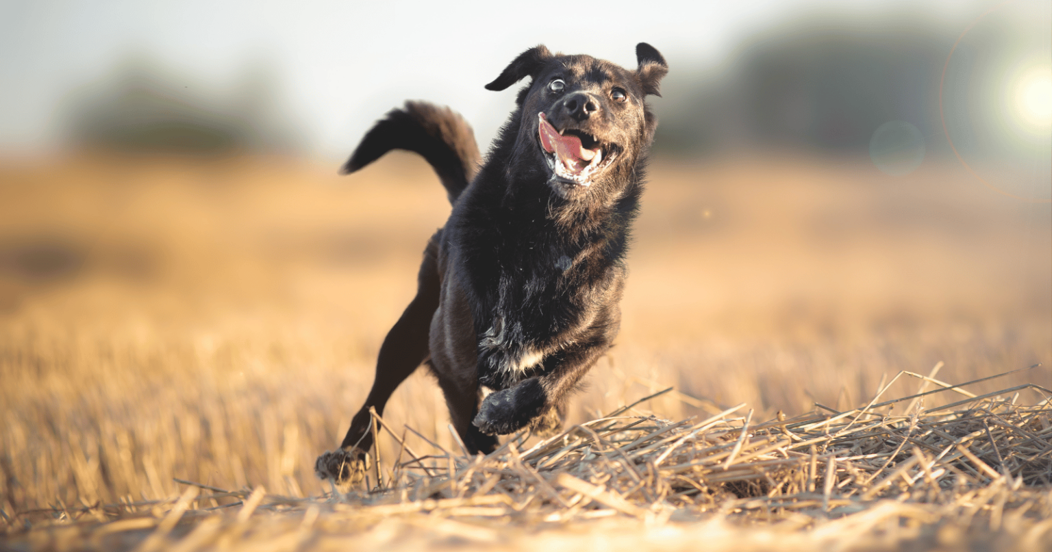 9 proven strategies for managing your dog's high prey drive