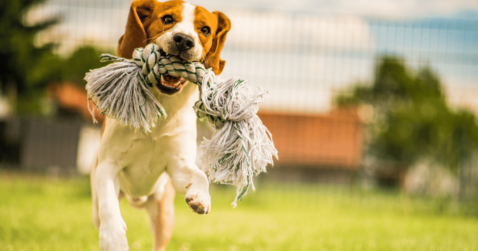 9 proven strategies for managing your dog's high prey drive