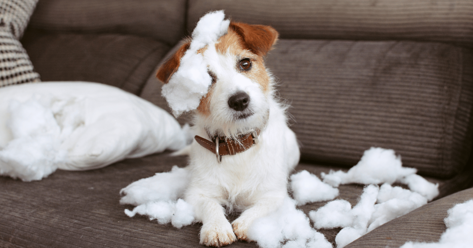 9 essential tips to stop your puppy from crying when left alone